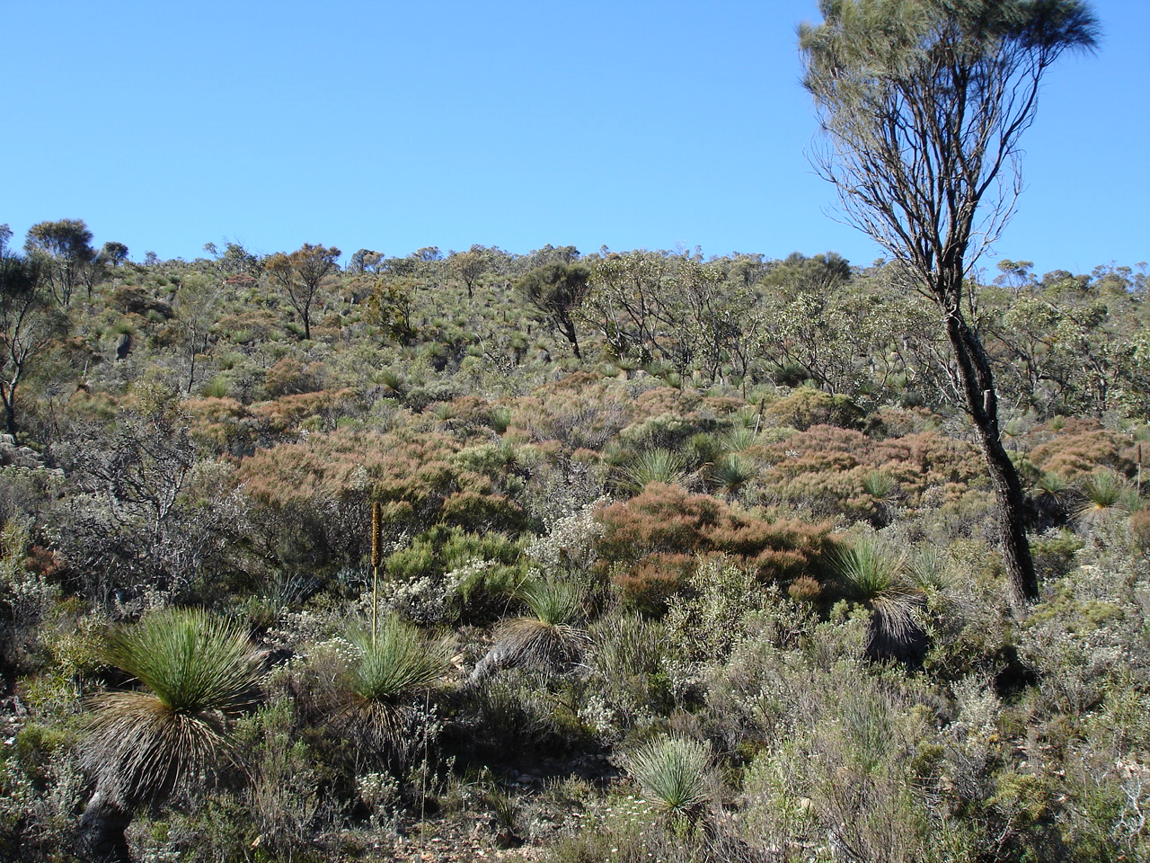 Tothill Ranges – Bushland Conservation Pty Ltd