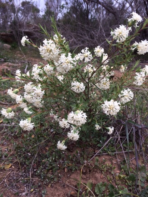 Previous Newsletters 2015 to 2021 – Bushland Conservation Pty Ltd